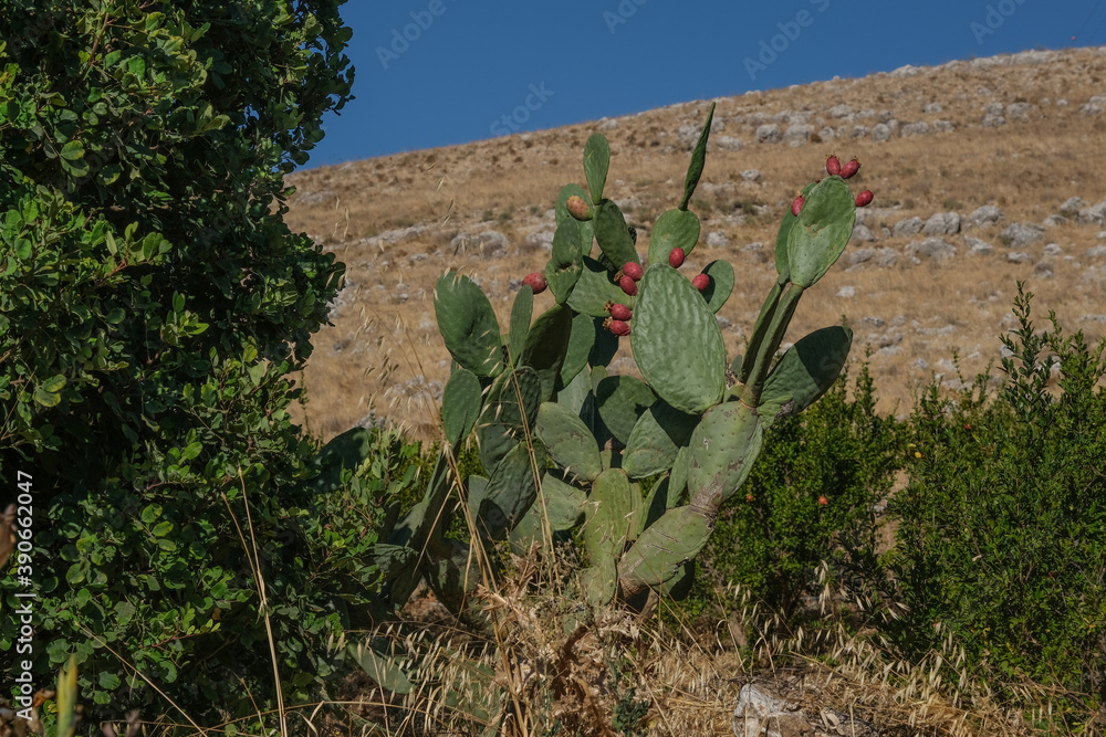 A prickly pear cactus, red sabra fruit, a genus in the cactus family as ...