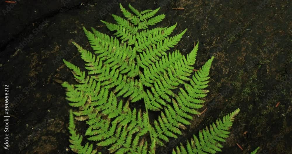 Vidéo Stock Close up shooting of a beautiful, acid green fern leaf ...