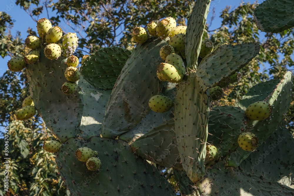 A prickly pear cactus, yellow sabra fruit, a genus in the cactus family ...