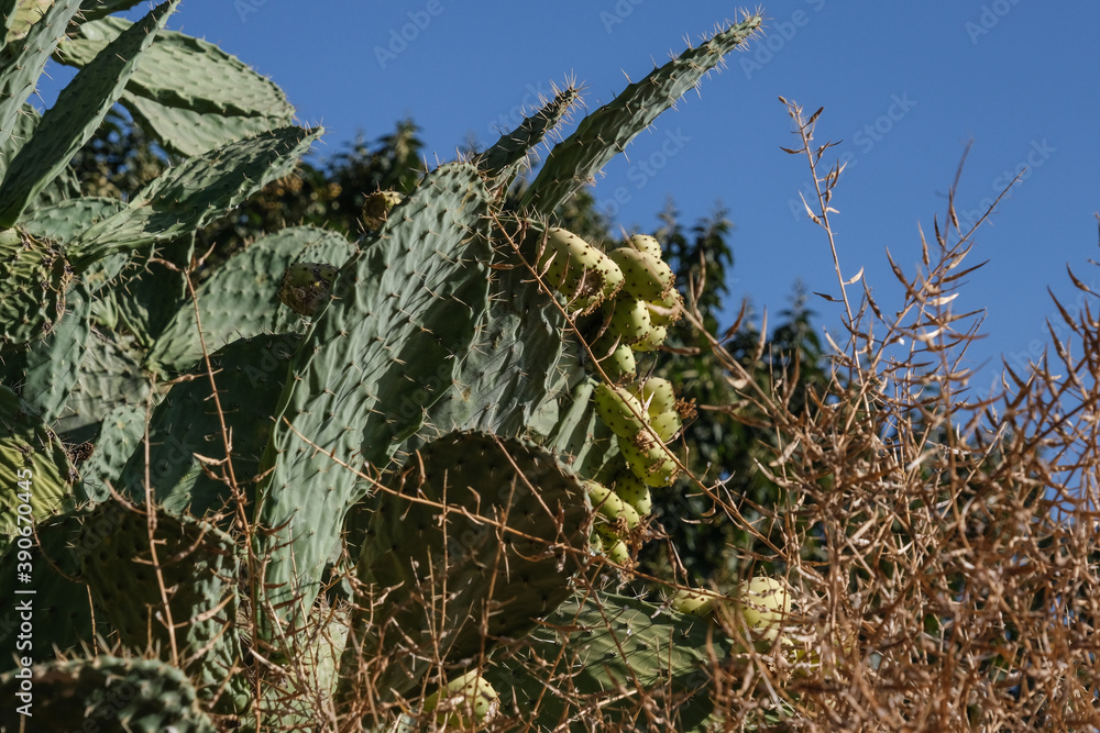 Foto de A prickly pear cactus, yellow sabra fruit, a genus in the ...