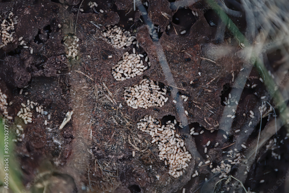 Inside an ant colony. Lots of ant eggs. Stock Photo | Adobe Stock
