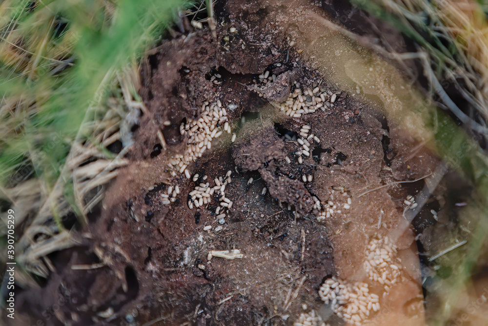 Inside an ant colony. Lots of ant eggs. Stock Photo | Adobe Stock