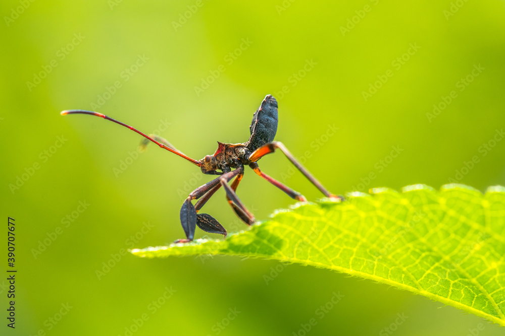 Leptocorisa oratoria, the rice ear bug, is an insect from the family ...