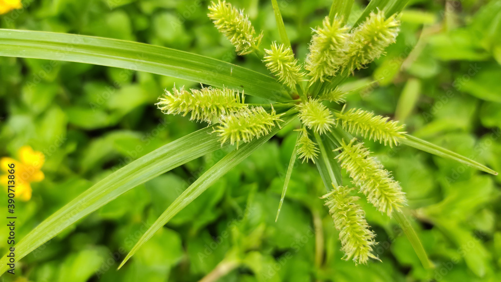 Nut Grass (Cyperus Rotundus) on Defocus Background. Central Java ...