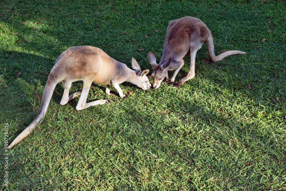 Red Kangaroo Muscles