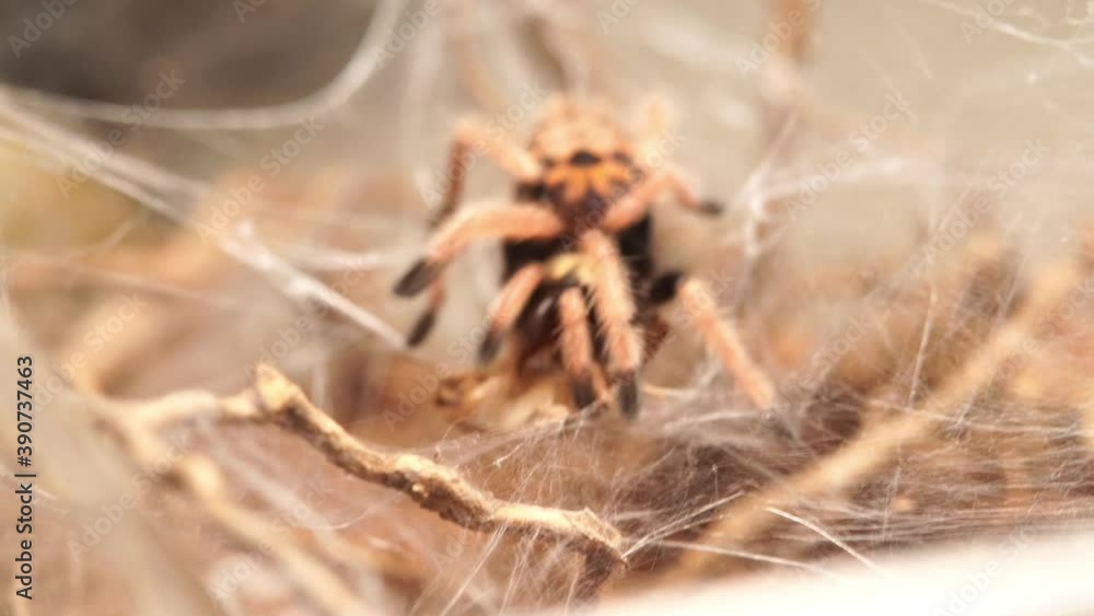 Macro view of a tarantula sling eating a dubia roach, extreme close up ...