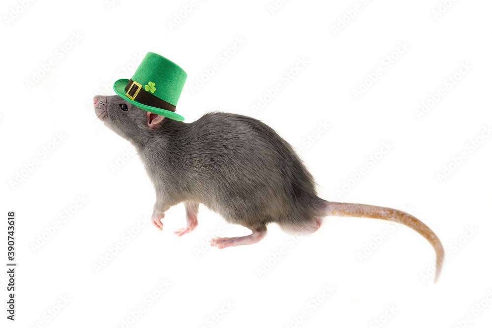 st patrick rat hat green clover fluffy gray cute white isolated ...