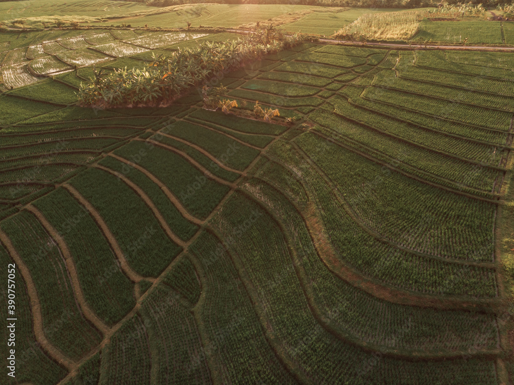 Drone view of rice plantation in bali with path to walk around and ...