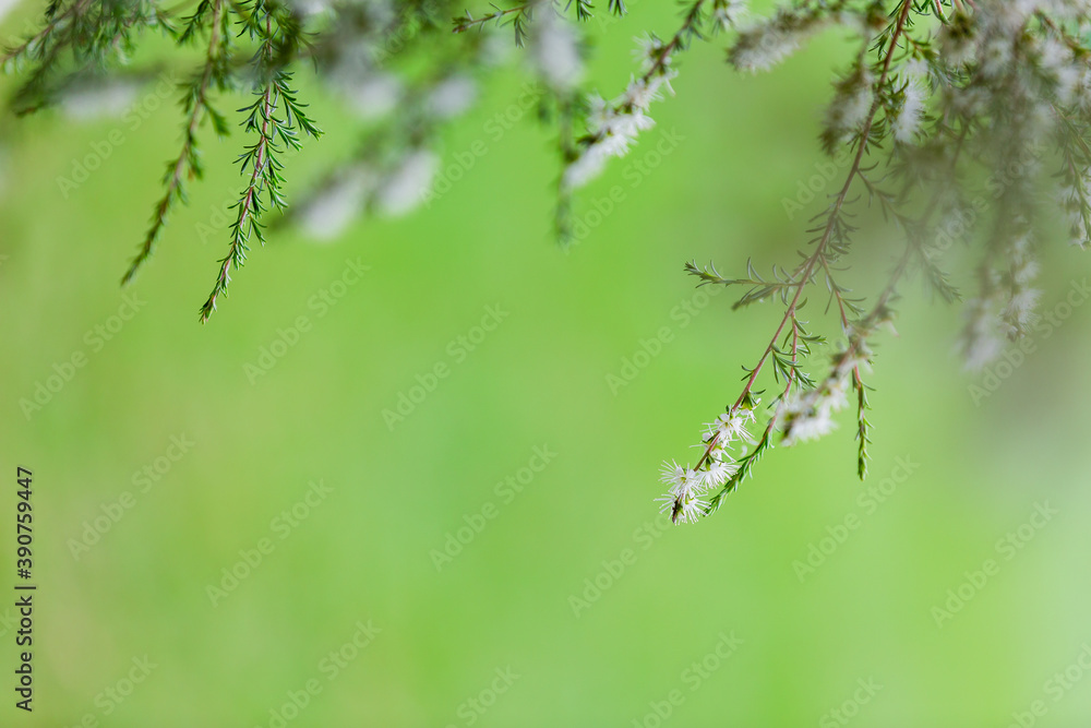 Australian native plants Kunzea ambigua or tick bush against green out ...