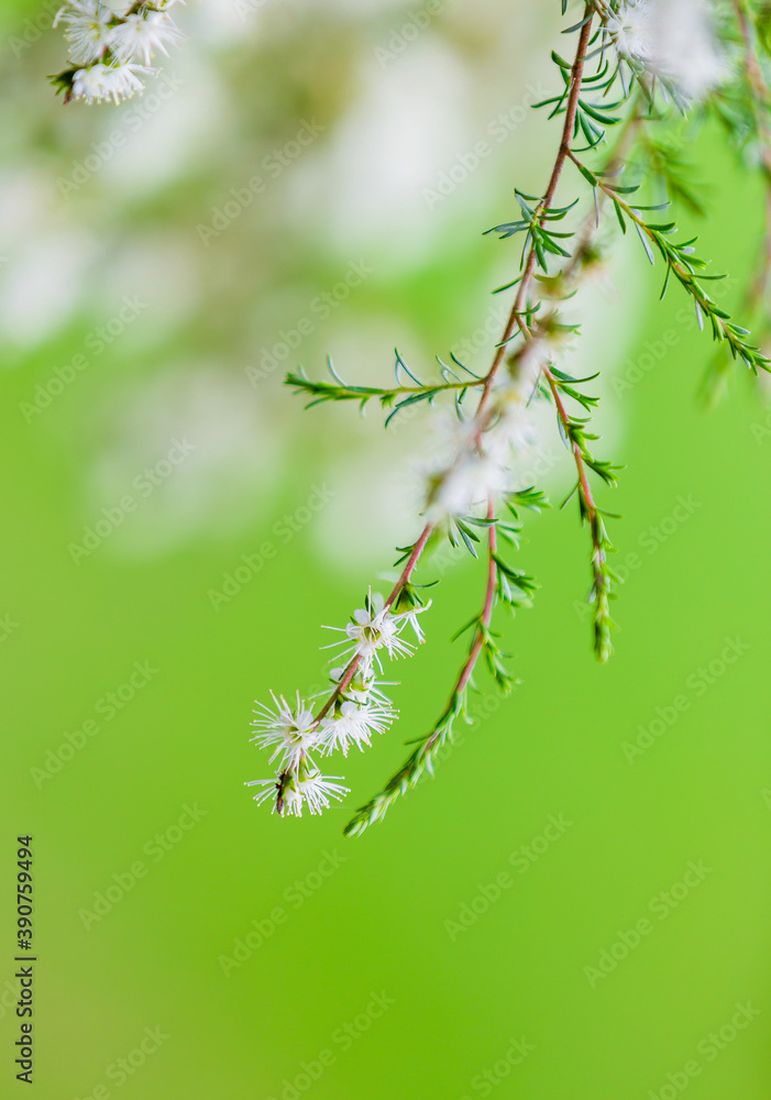 Australian native plants Kunzea ambigua or tick bush against green out ...