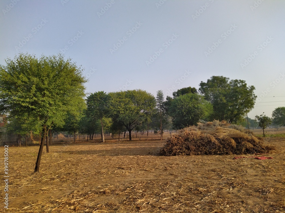 One khejari (prosopis cineraria) tree in the thar desert ( great indian ...
