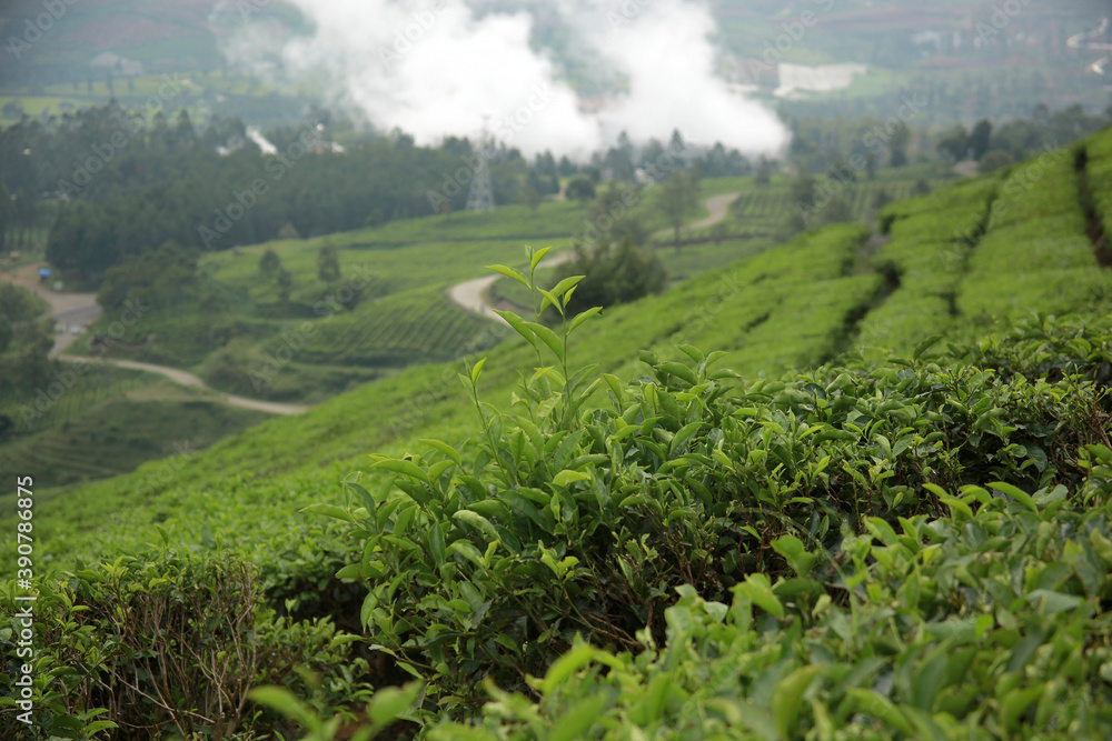 Beautiful scene of tea plantation at Wayang Windu Pangalengan, West ...