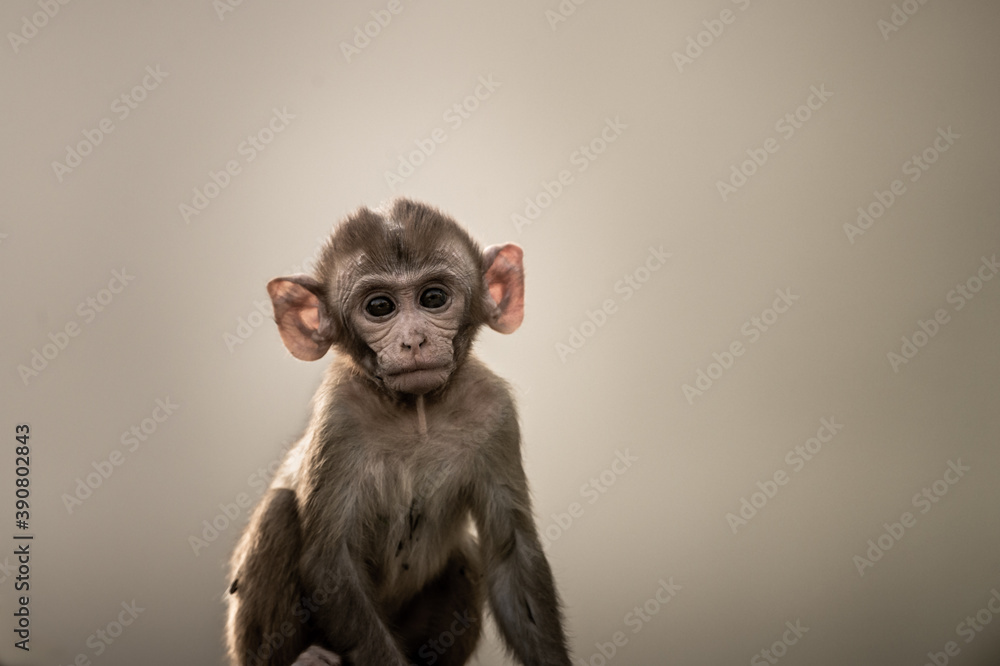 Fine art portrait of Rhesus macaque or Macaca monkey baby at keoladeo ...