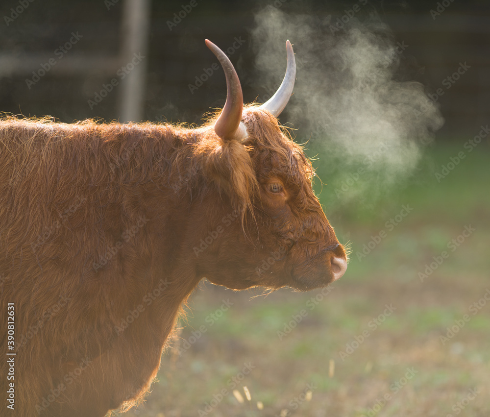 large scottish highland cattle cow with long horns and reddish brown ...