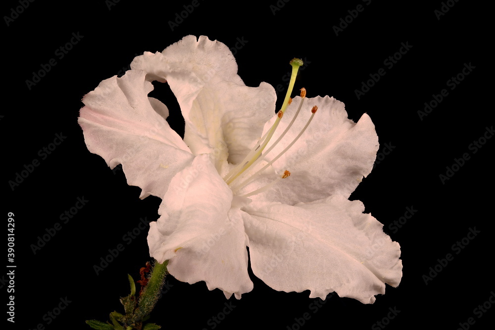 Hybrid Rhododendron (Rhododendron x hybridum, cv. 'Oxydon'). Flower Closeup Stock Photo | Adobe ...