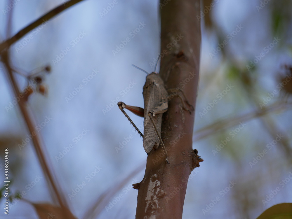 Macrophotograph of a large grey migratory locust Locusta migratoria on ...