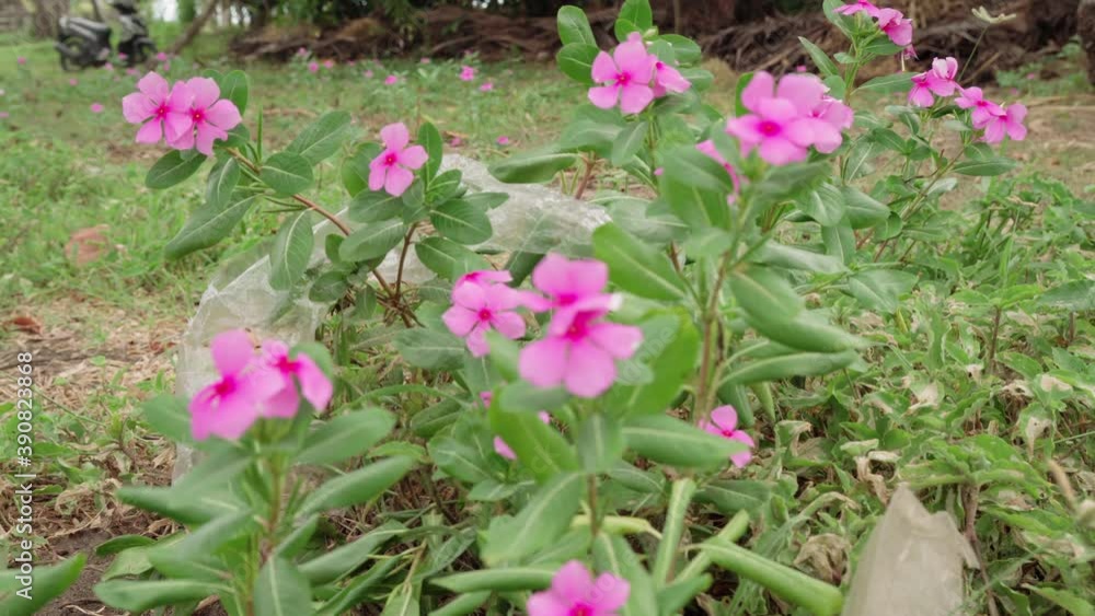 No people footage of bush of pretty purple flowers swinging in wind and ...