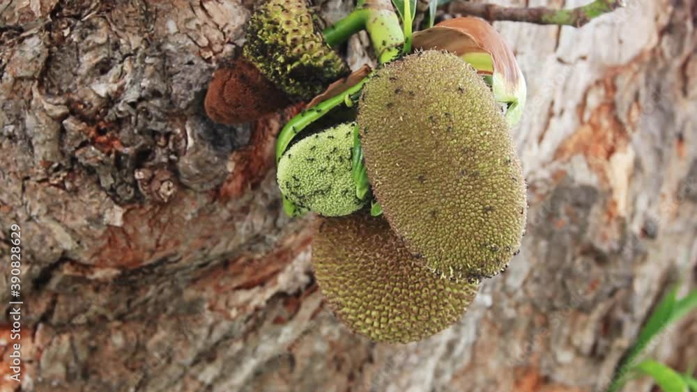 Edible fruits in tropical climates. Jack fruit produces a mature fruit ...