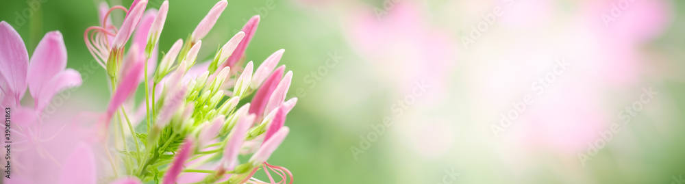 Nature of flower in garden using as cover page background natural flora ...