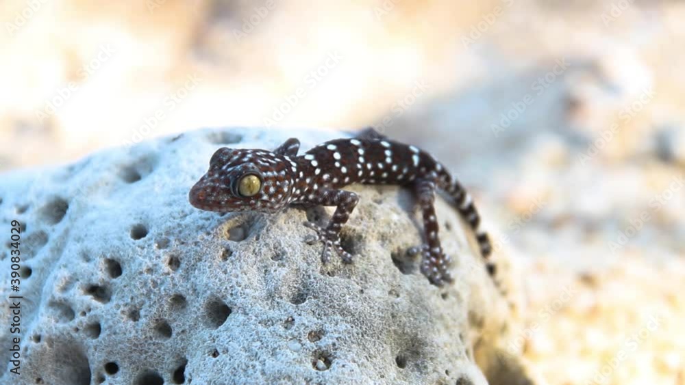 Gray-colored Toki Gecko (Gekko gecko) on rock of Thailand. Close up ...