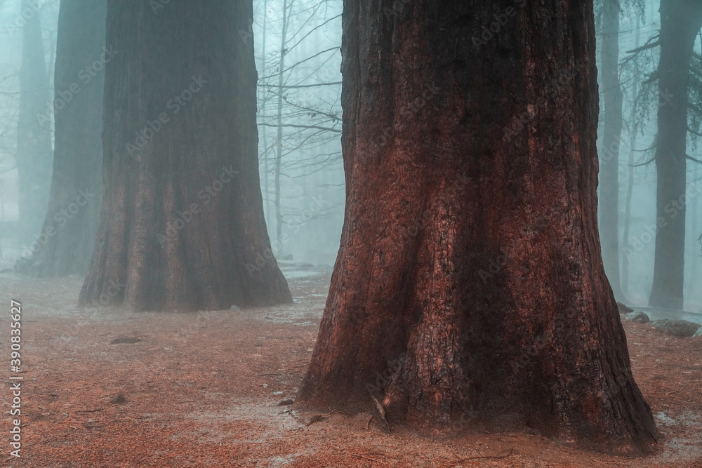 Large red sequoias in a foggy nature park. Montseny natural park, Osona ...