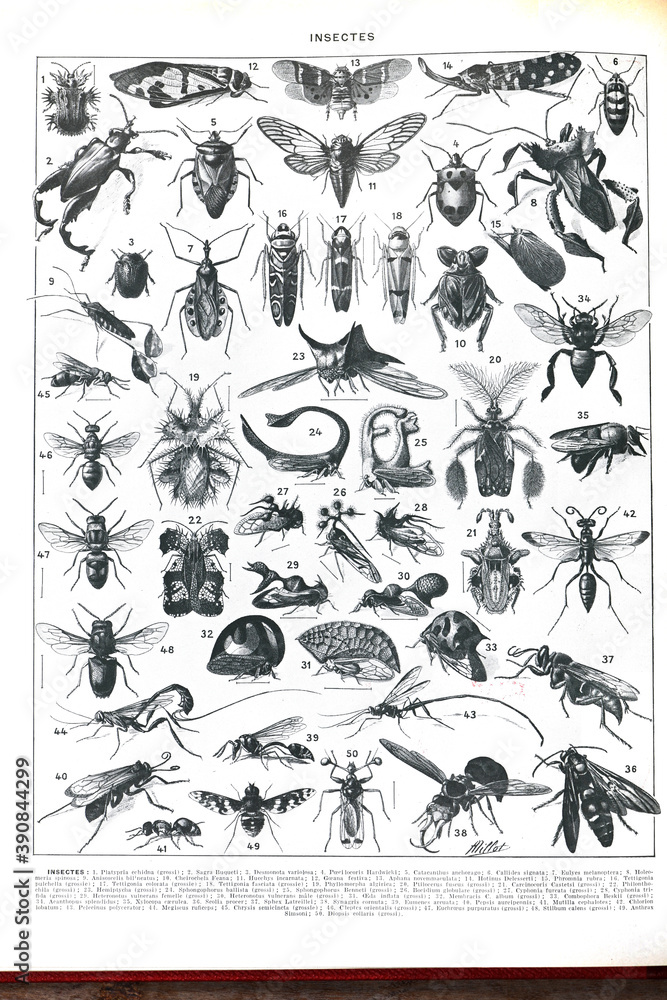 Vintage Insect Diagram
