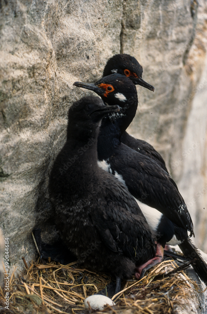 Cormoran de Magellan,.Phalacrocorax magellanicus, Rock Shag Stock Photo ...