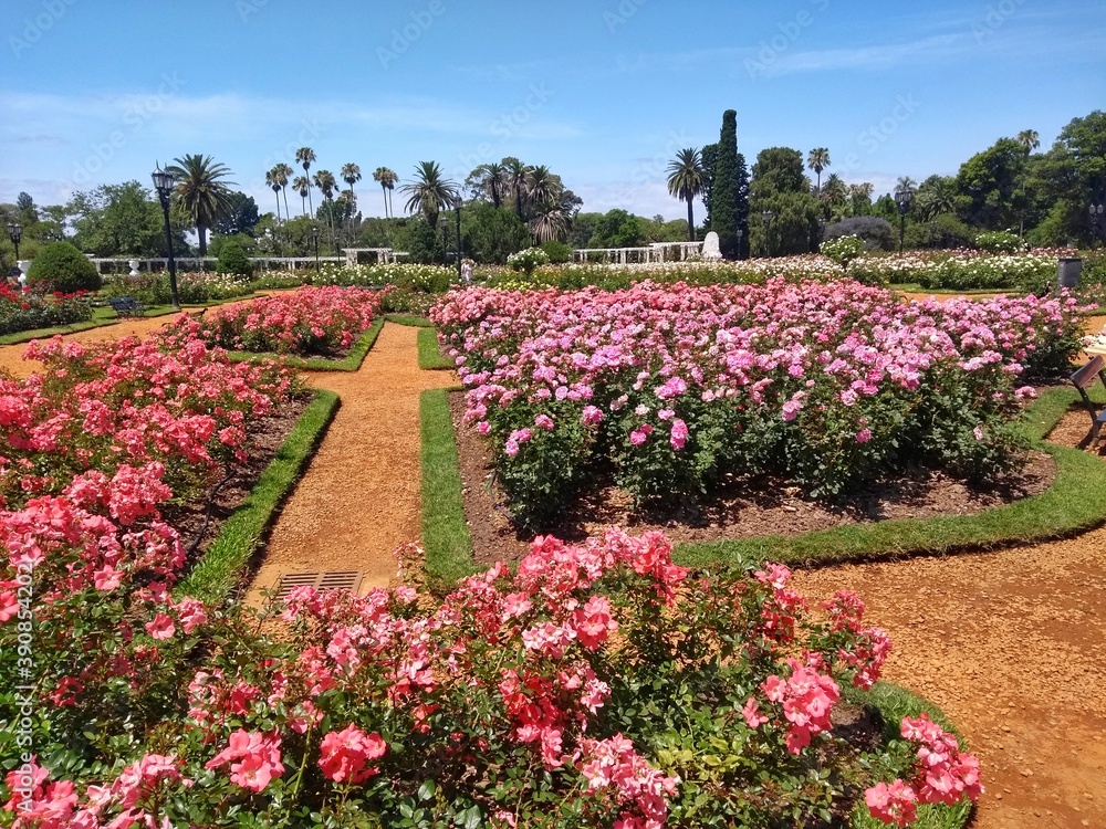 Pink Rose - El Rosedal de Palermo (Rose Garden), Buenos Aires ...