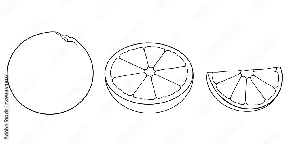 Set of orange fruit vector black and white outline. Isolated linear ...