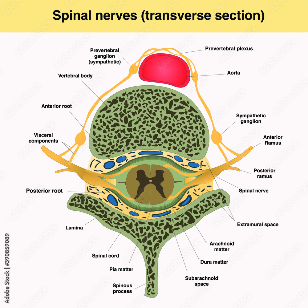 Vetor De Spinal Cord With Nerves Aorta Vertebral Column Anterior And vetor-de-spinal-cord-with-nerves-aorta-vertebral-column-anterior-and