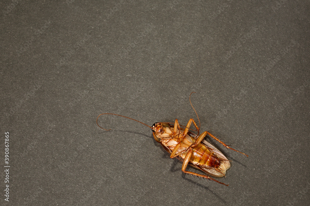 large cockroach close-up on a dark background with legs up. Concept of ...