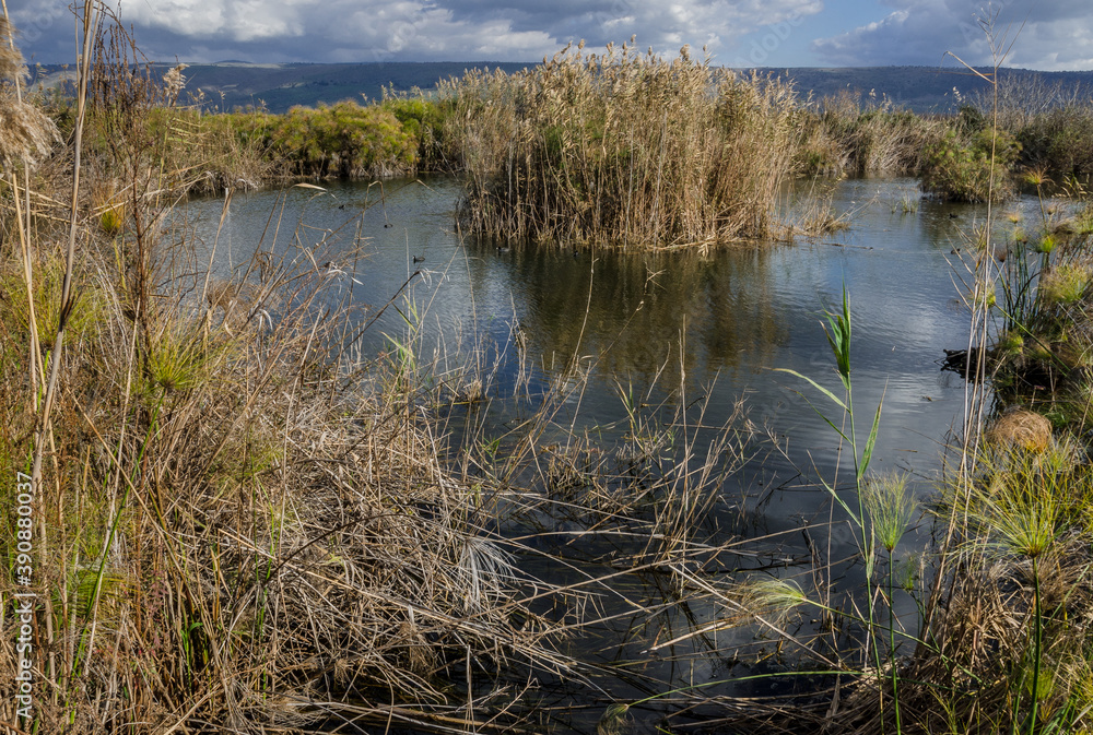 Hula nature reserve marshes wetland in Hula valley, lies within the ...