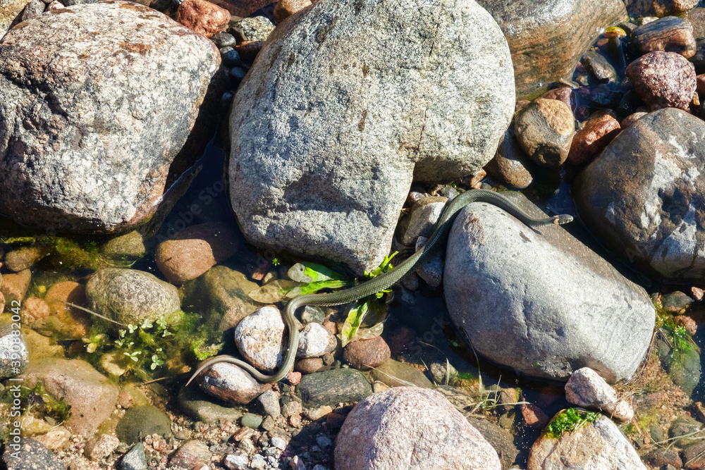Common Grass-snake (Natrix natrix) from the East Baltic sea coast ...