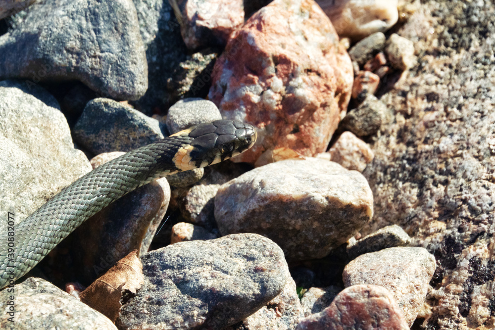 Common Grass-snake (Natrix natrix) from the East Baltic sea coast ...