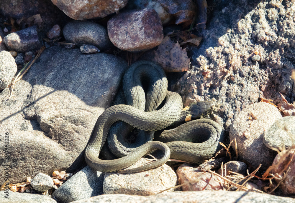 Common Grass-snake (Natrix natrix) from the East Baltic sea coast ...