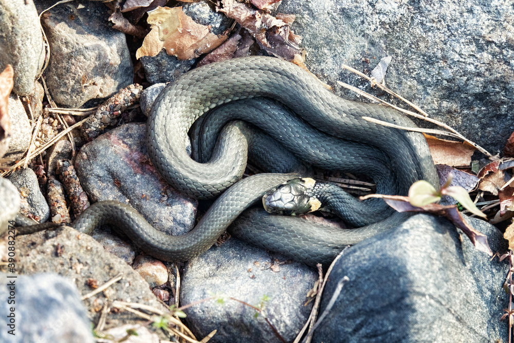 Stockfoto Common Grass-snake (Natrix natrix) from the East Baltic sea ...