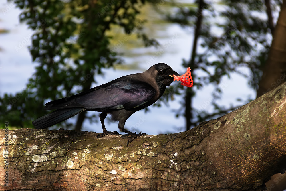 Brilliant Raven (Indian House crow, Corvus splendens) full portrait ...