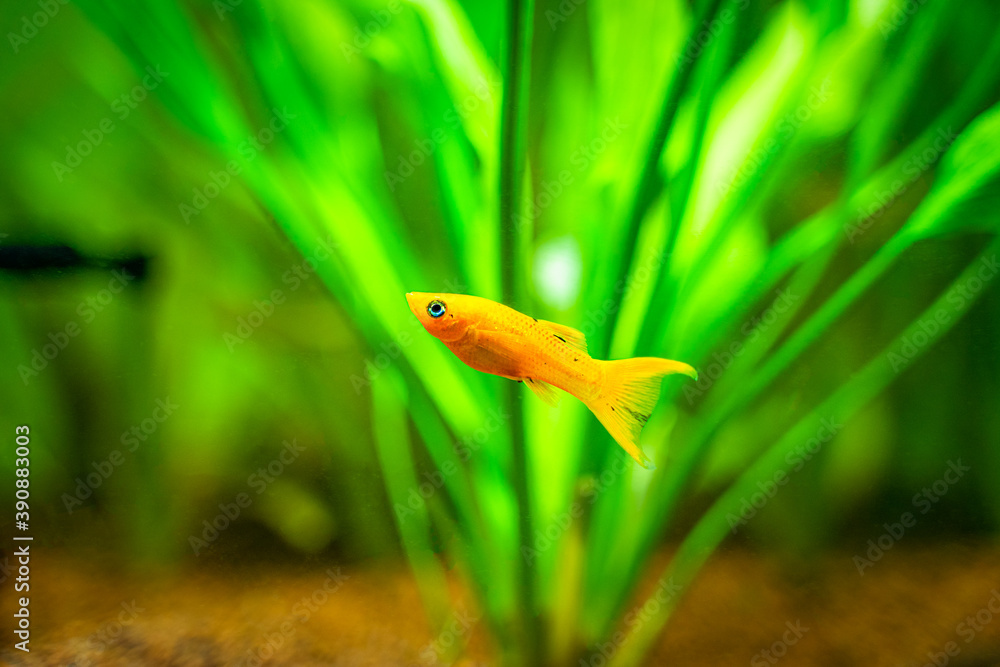 yellow molly fish (Poecilia sphenops) isolated swimming on a fish tank ...