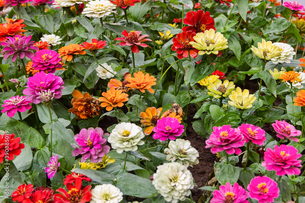 Marigolds and other northern ornamental flowers grow in flower beds in ...