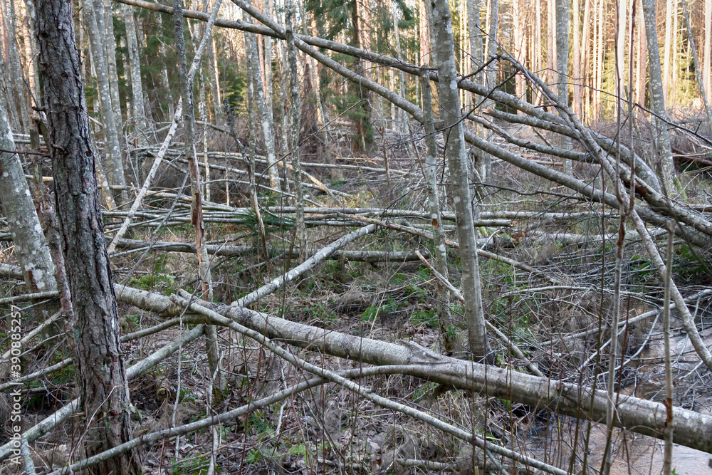 Forests Of Eastern Europe