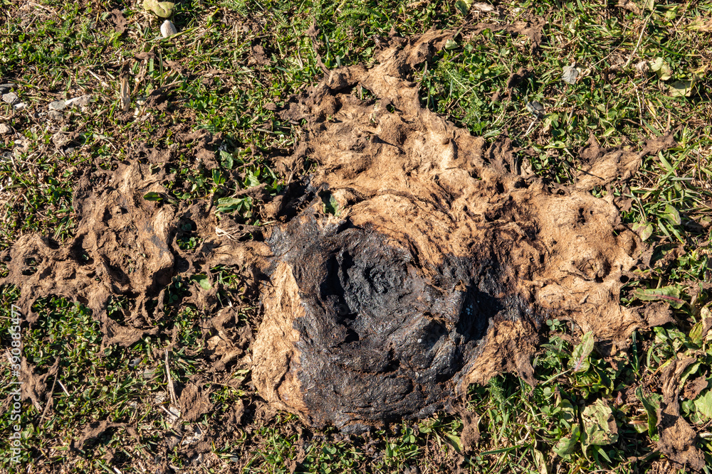 Dirty and smelly cow shit in the grass. Cow manure. Stock Photo | Adobe ...