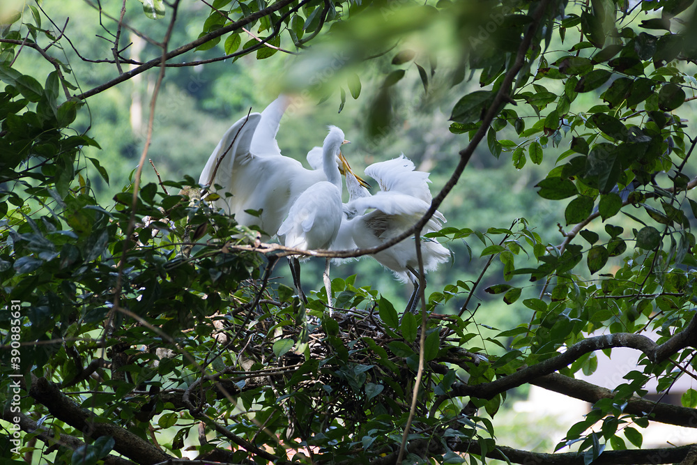 Intermediate egret (Egretta intermedia). Brood in nest. The fledglings ...