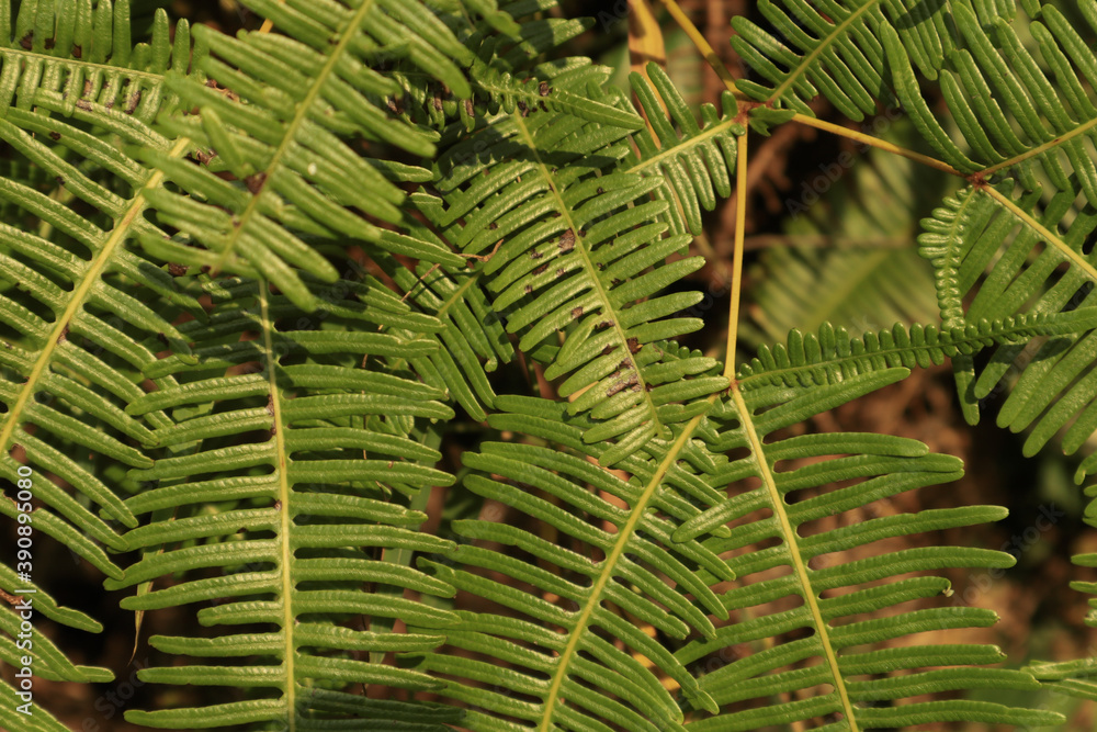 Dicranopteris linearis is a common species of fern known by many common ...