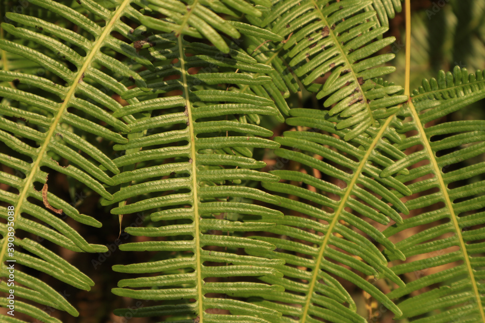 Foto de Dicranopteris linearis is a common species of fern known by ...