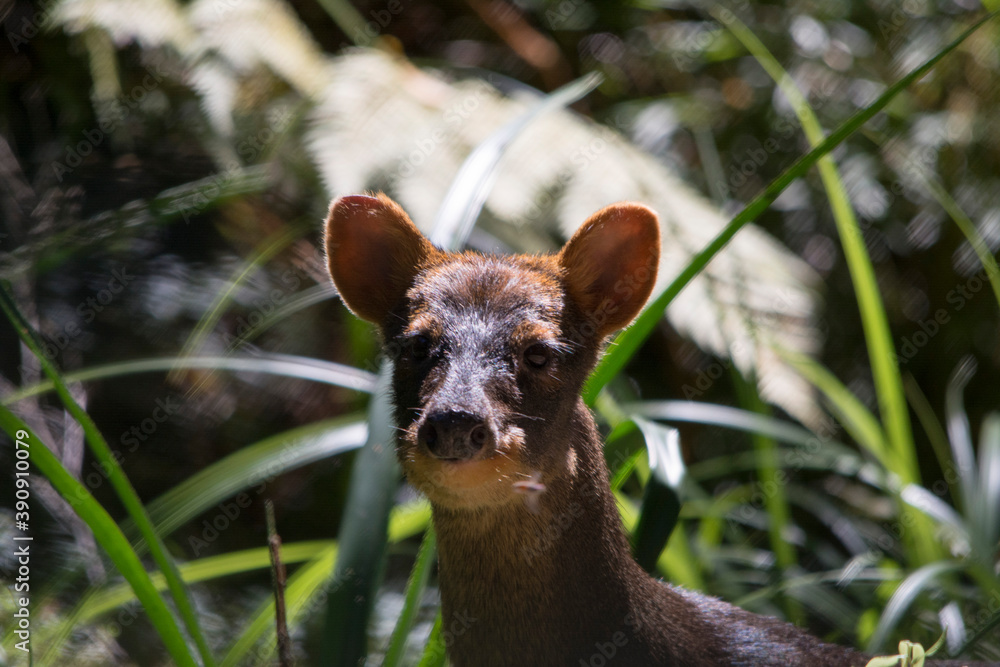 Southern pudu / Pudú (Pudu puda) Stock Photo | Adobe Stock
