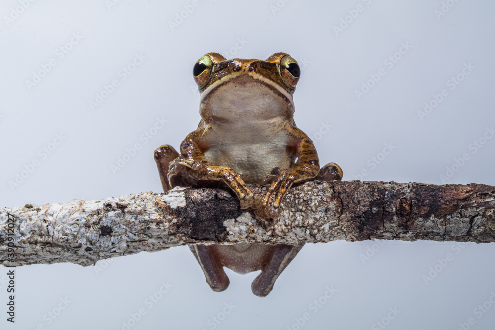 common tree frog, four-lined tree frog, golden tree frog or striped ...