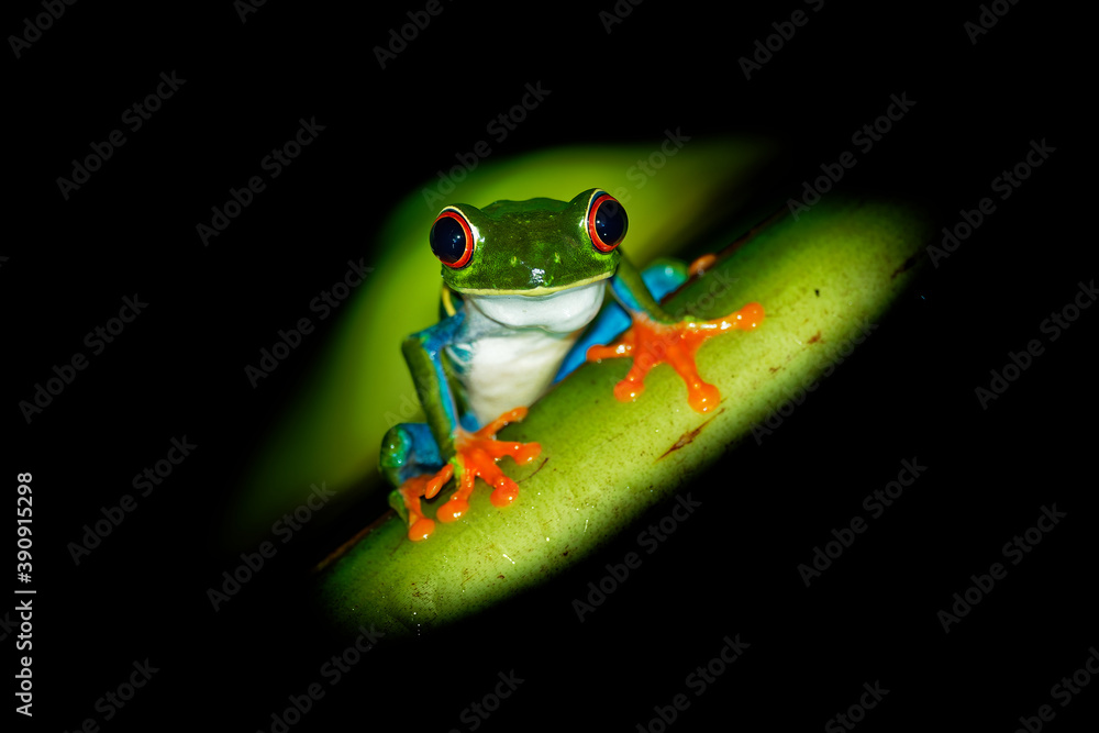 Red-eyed Tree Frog - Agalychnis callidryas arboreal hylid native to ...