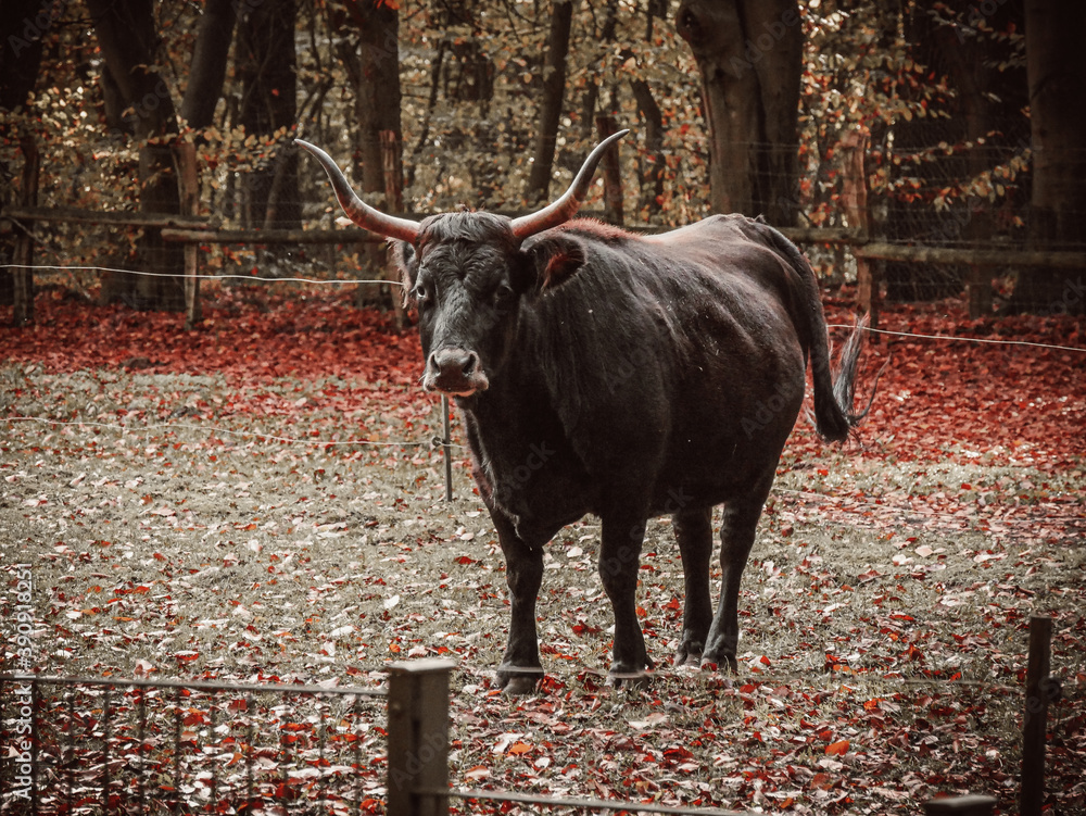 Bull, Stier, Wildtier Stock Photo | Adobe Stock