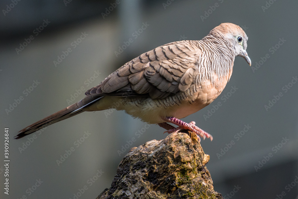 The zebra dove (Geopelia striata), also known as the barred ground dove ...