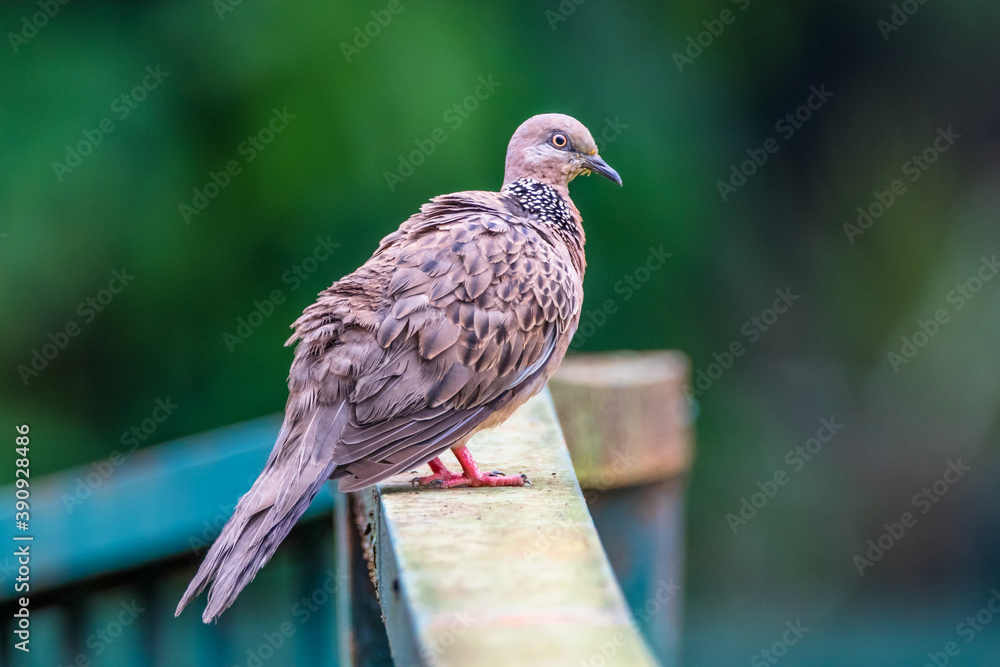 The zebra dove (Geopelia striata), also known as the barred ground dove ...